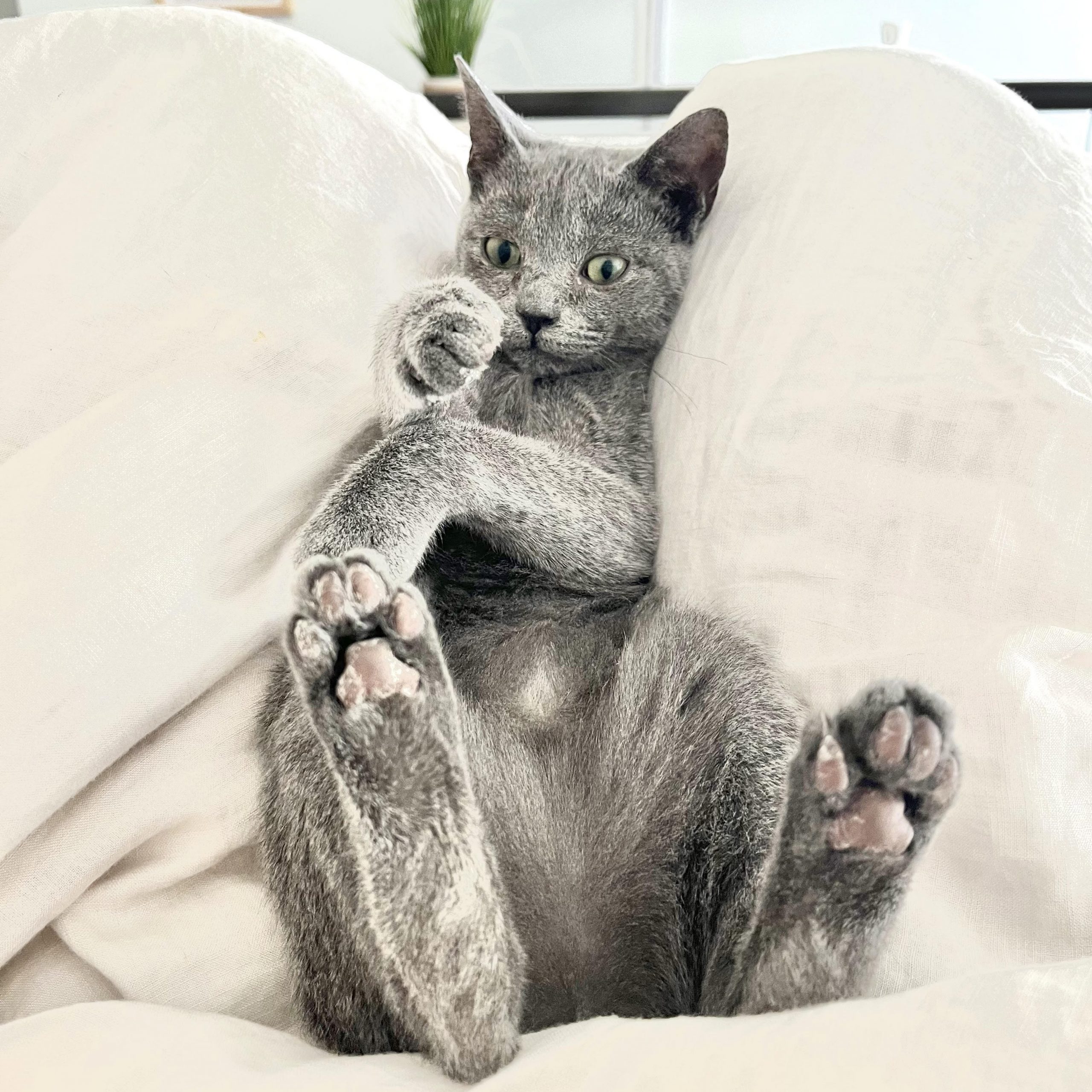 Here are Our Adorable Pet Contest Photo Entries, Plus The Winning Entry ...