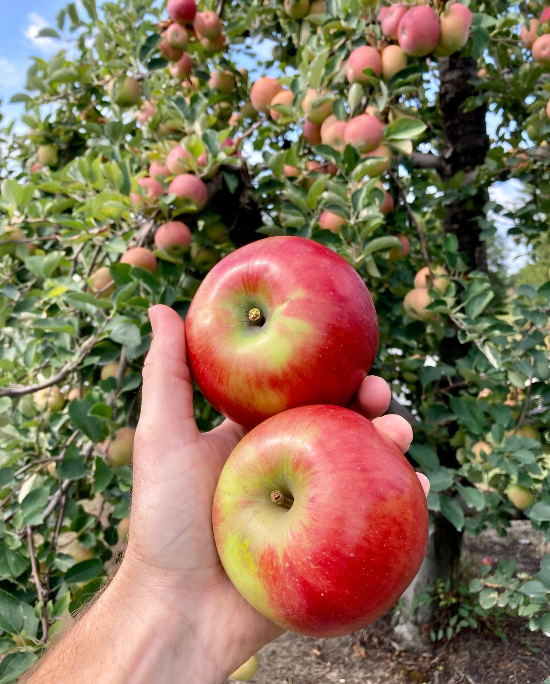 Pick Your Own Apples + Lots More Fun at These Area U-Pick Orchards | Scoop