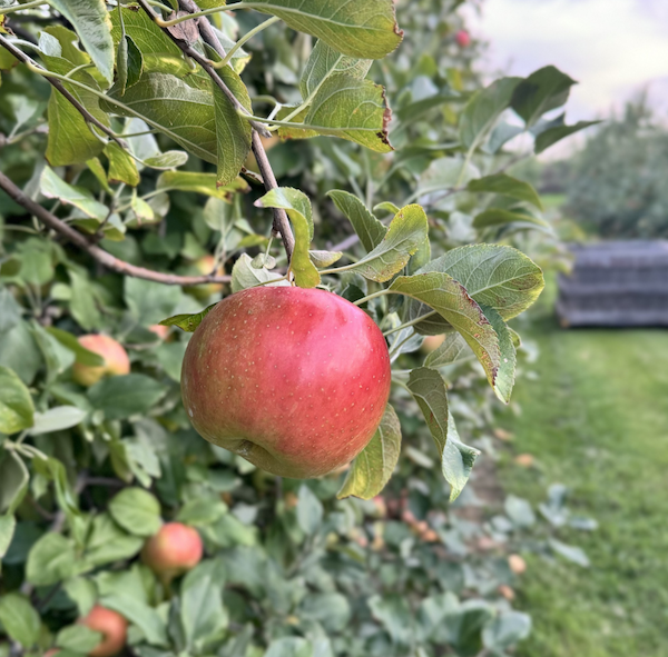 U-PICK! It's Apple Picking Time. Farms Near Charlotte to Pick Your Own ...