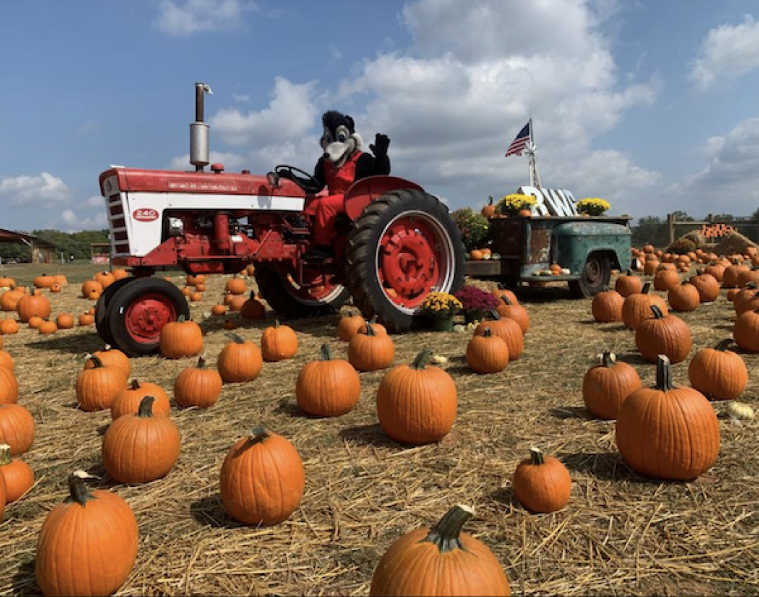 Nearby Corn Mazes & Pumpkin Patches to Visit this Year | Scoop