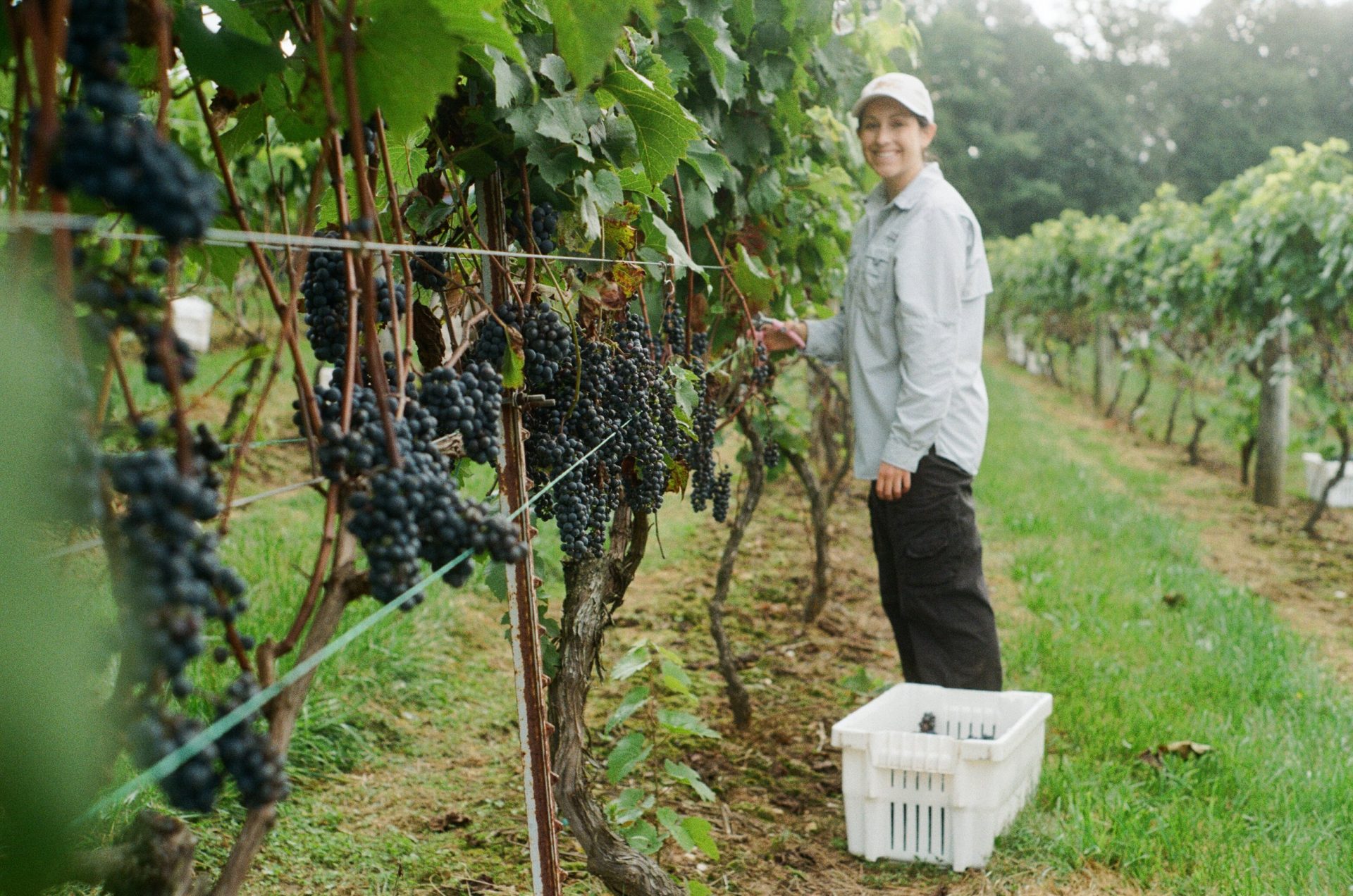 25+ Wineries to Visit this Fall | Scoop